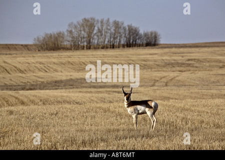 Pronghorn Antelope in stubble field in scenic Saskatchewan Canada Stock ...