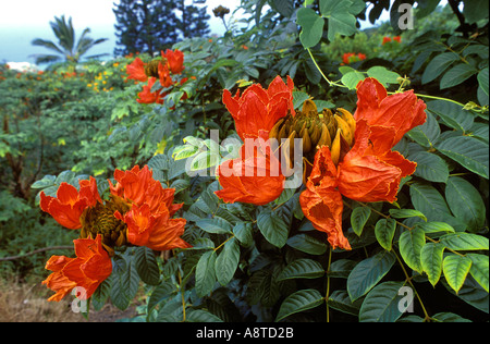 Nandi Flame Tree Spathodea nilotica In flower Kenya Stock Photo - Alamy