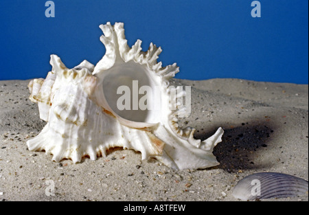 Florida Fighting Conch (Strombus alatus Stock Photo - Alamy