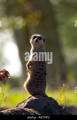 Meerkat standing tall on hind legs in meerkat enclosure London Zoo ...
