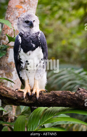 Birds from Panama Harpy Eagle National Bird of Panama Stock Photo - Alamy