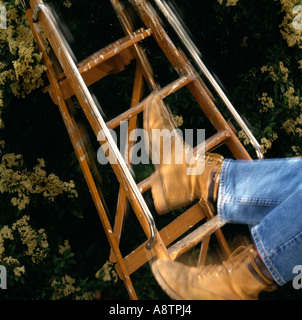 woman falling off a ladder Stock Photo - Alamy