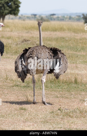 Ostrich spreading wings to cool down Stock Photo - Alamy