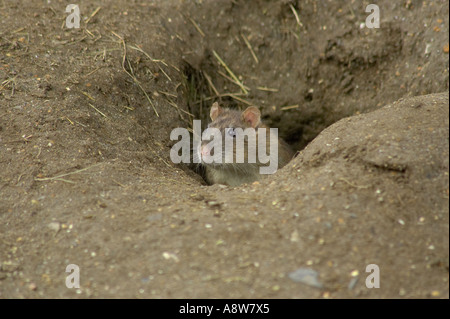 Wild Norwegian Brown Rat (Rattus norvegicus), UK Stock Photo - Alamy