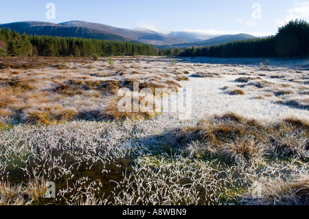 Uath Lochans against backdrop of Cairngorm Mountains, Glenfeshie ...