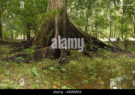 Large tree in primary tropical rainforest, Ecuador Stock Photo - Alamy