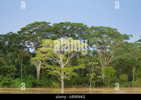 A view of the Madeira river in Brazil and primary rainforest Stock ...
