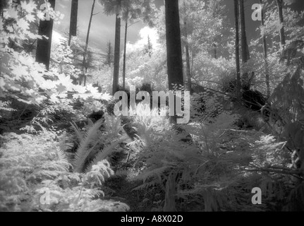 Forest scene infrared Washington state Stock Photo - Alamy