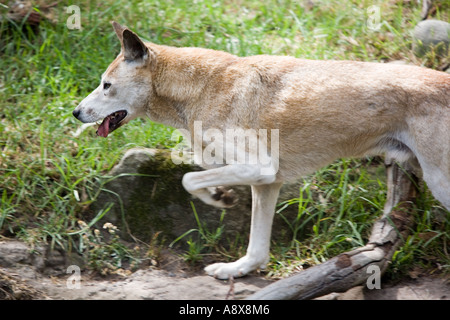 Dingo at the Taronga Zoo In Sydney Stock Photo - Alamy