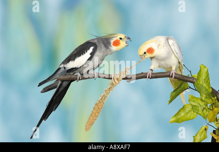 two cockatiels - fighting Stock Photo - Alamy