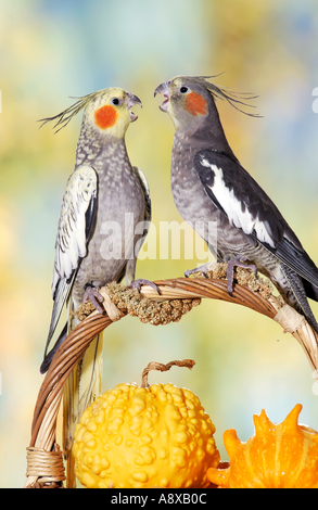 cockatiel on basket Stock Photo - Alamy