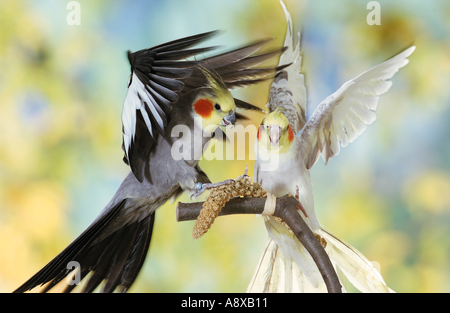 two cockatiels - fighting Stock Photo - Alamy