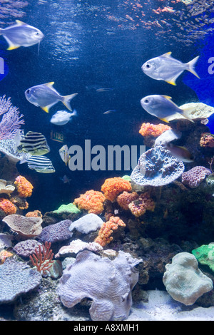 Aquarium of Western Australia Perth Stock Photo - Alamy