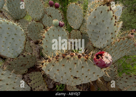 An opuntia robusta in fructification (Mexico). Opuntia robusta en ...