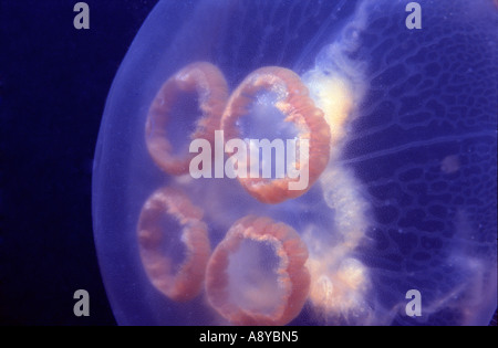 Macro shoot of umbrella of jellyfish Aurelia labiata showing four brown ...