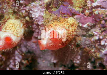Close up of the siphon of a sea squirt, or tunicate (Polycarpa aurata ...
