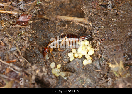 EARWIG FORFICULA AURICULARIA FEMALE GUARDING EGGS IN UNDERGROUND NEST ...