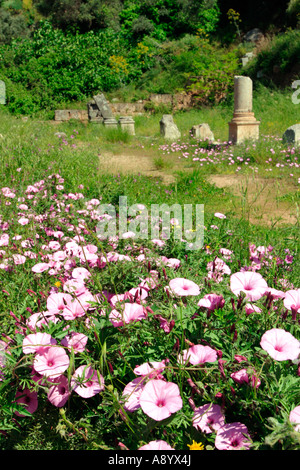 Gymnasium at the Sanctuary of Athena Delphi Greece Stock Photo - Alamy