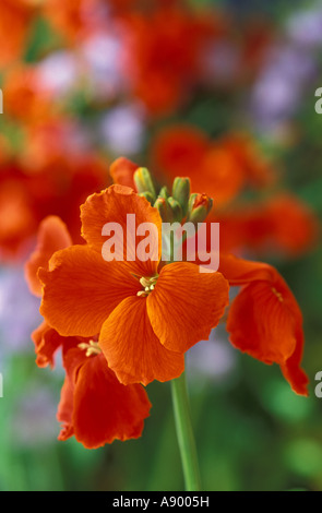 Wallflower Scarlet Bedder Stock Photo - Alamy