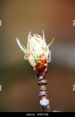 conference pear bud Stock Photo - Alamy