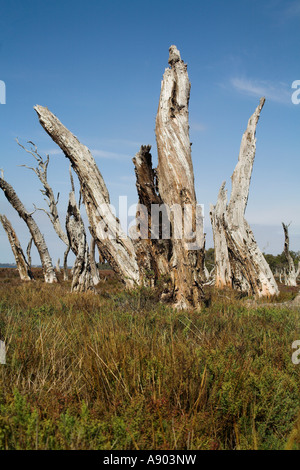 rotten stumps of Australian Melaleuca paper bark trees show effects of ...