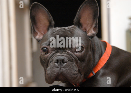 black Boston Bull Terrier Stock Photo - Alamy