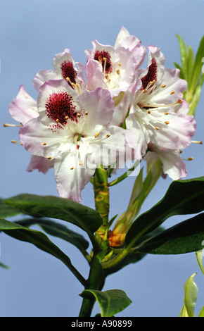 rhododendron sappho white dark purple markings petals flowers shrubs ...