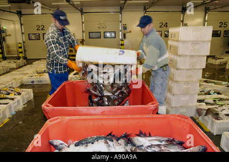 18 11 02 Peterhead Scotland Fish market skipper Jimmy Buchan examines ...