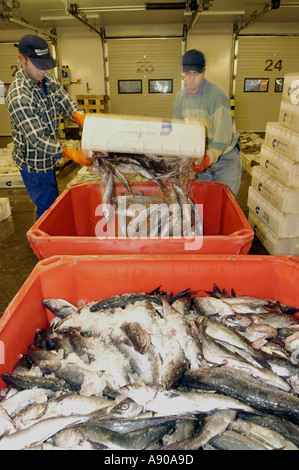 18 11 02 Peterhead Scotland Fish market skipper Jimmy Buchan examines ...