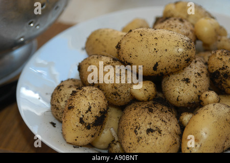 First early new potatoes Arran Pilot freshly dug tubers in china bowl ...