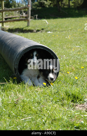 PUPPIES IN PIPE Stock Photo - Alamy