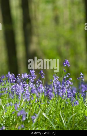 Striking moody spring bluebell woodland in good sunshine Stock Photo ...