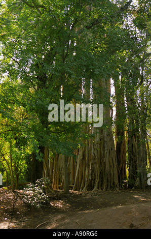 A huge spreading tree with many trunks intertwined. Intertwined trunks ...