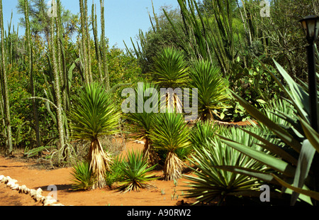 MADAGASCAR AFRICA July The Spiny Forest more correctly called thorn ...