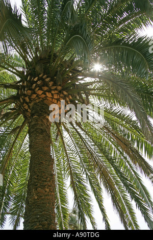 A date tree Stock Photo - Alamy