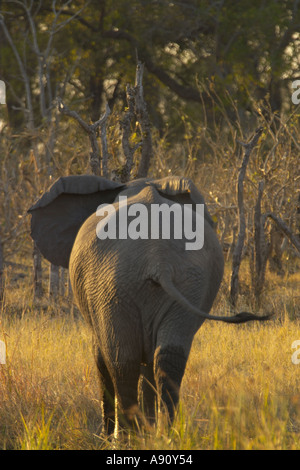 Elephants disappearing into the bush Stock Photo - Alamy