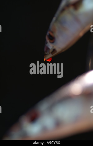 Head of samma fish Stock Photo - Alamy