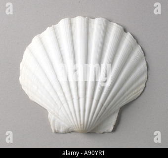 Sea shell objects for seaside and beach themed design Stock Photo - Alamy