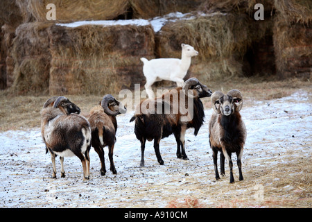 Urial Sheep with Fallow Deer in winter Stock Photo - Alamy
