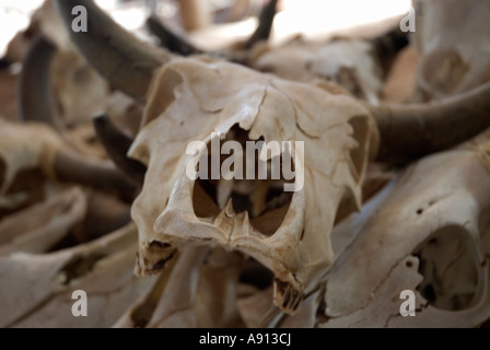 Cow Skulls, Tombstone, Arizona, USA Stock Photo - Alamy