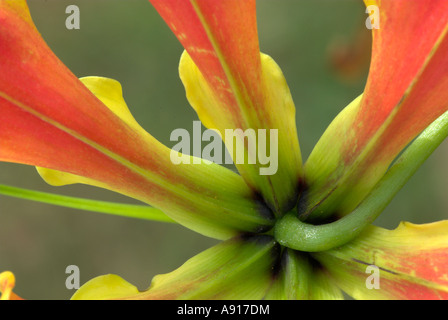 Flame lily national flower of Zimbabwe Stock Photo - Alamy