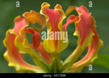 Flame lily national flower of Zimbabwe Stock Photo: 12217238 - Alamy