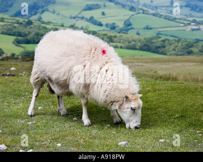 Sheep feeding, Brecon Beacons National Park, Wales, United Kingdom, EU ...
