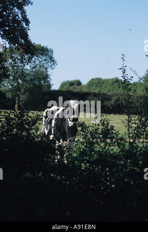 Dairy Cow Looking Over A Hedge Stock Photo - Alamy
