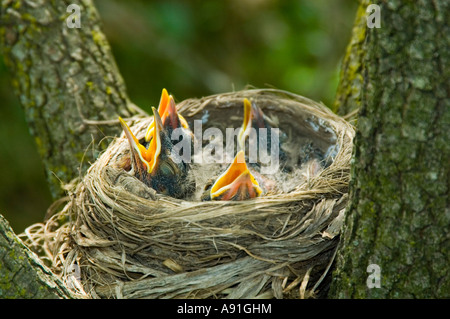 Newly hatched robin chicks in the nest Stock Photo - Alamy