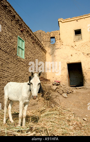 donkey Gurna town West Bank Luxor Upper Egypt Egypt North Africa Stock ...