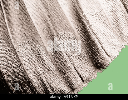 Butterfly wing. Coloured scanning electron micrograph (SEM) of scales ...