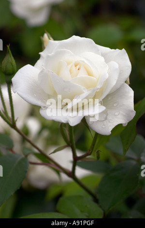 rosa iceberg korbin,rosa iceberg, rose,roses,white floribunda rose ...