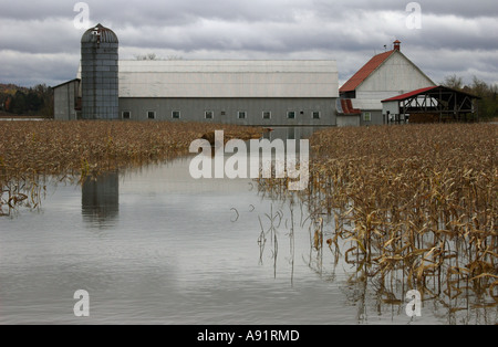 Agricultural land affected by flooding. Flooded field. The consequences ...