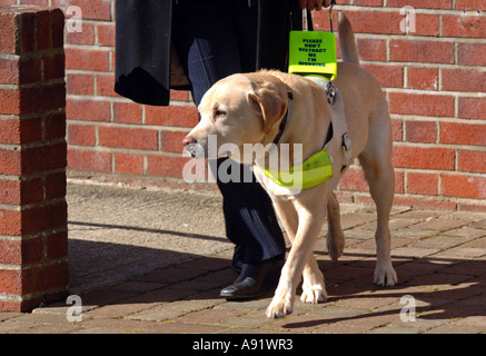 Lead by her yellow Labrador retriever guide dog, a blind woman walks in ...